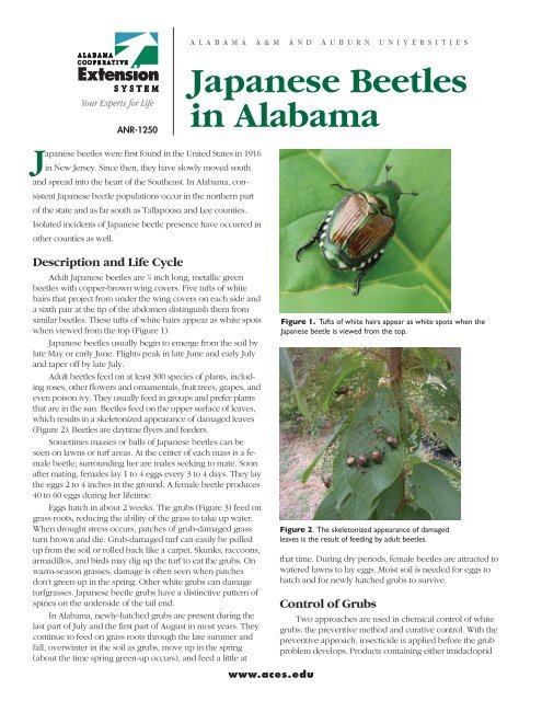 Japanese Beetles in Alabama - Your Southern Garden