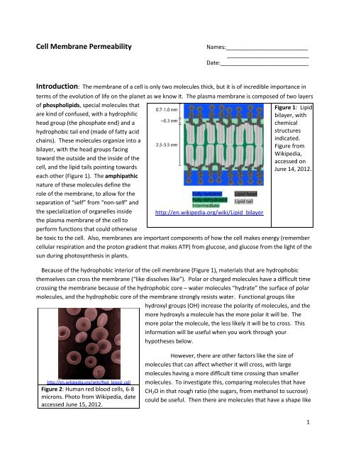 Cell Membrane Permeability