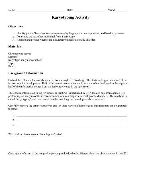 Karyotype Activity Worksheet
