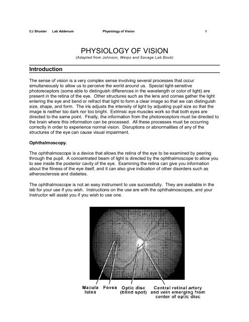 Physiology of Vision Handout - Madison Area Technical College