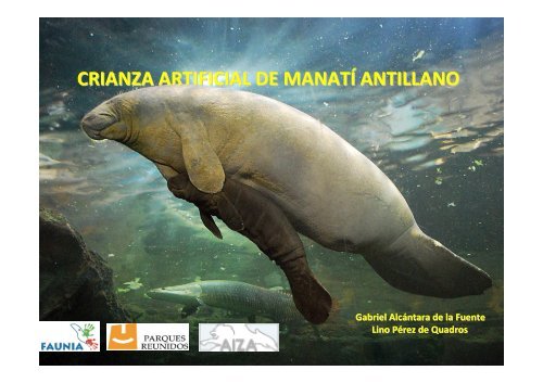 Nacimiento y cría a mano de manatí antillano - AIZA