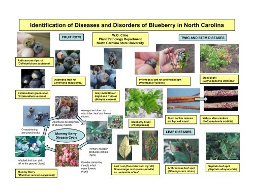 Blueberry Diseases Pictures