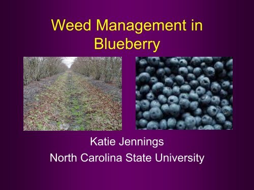 Weed Management in Blueberry