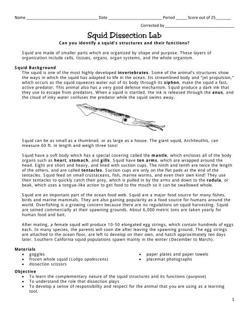 Squid Dissection Lab Worksheet