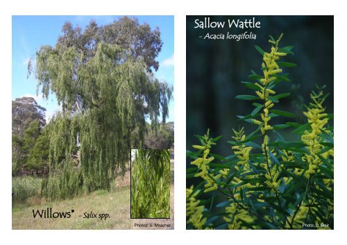 Weeds 7 - Shire of Yarra Ranges
