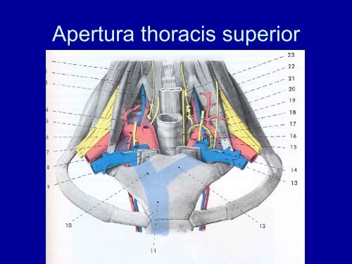 A.transversa colli A.vert