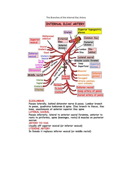 The Branches of the Internal Iliac Artery