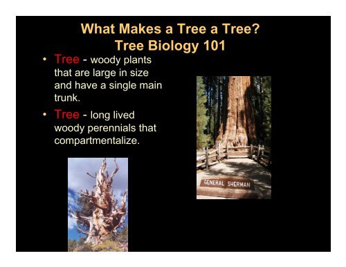 What Makes a Tree a Tree? Tree Biology 101 - Up