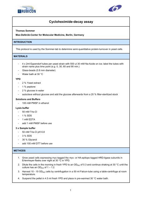 Cycloheximide-decay assay - Rubicon