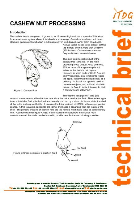 Cashew Nut Processing