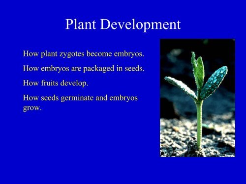 Plant Development.pdf