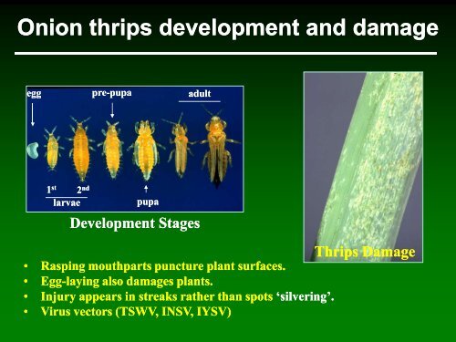 Onion Thrips Larvae Green