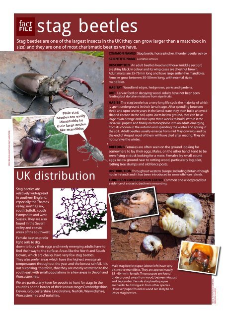 Stag Beetles Fact - People's Trust for Endangered Species