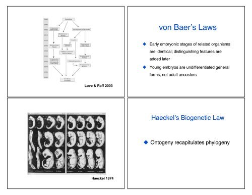 von Baer's Laws - the UH Worm Lab