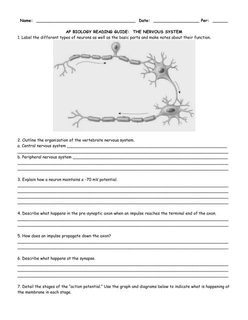 Nerve and Senses Reading Guide