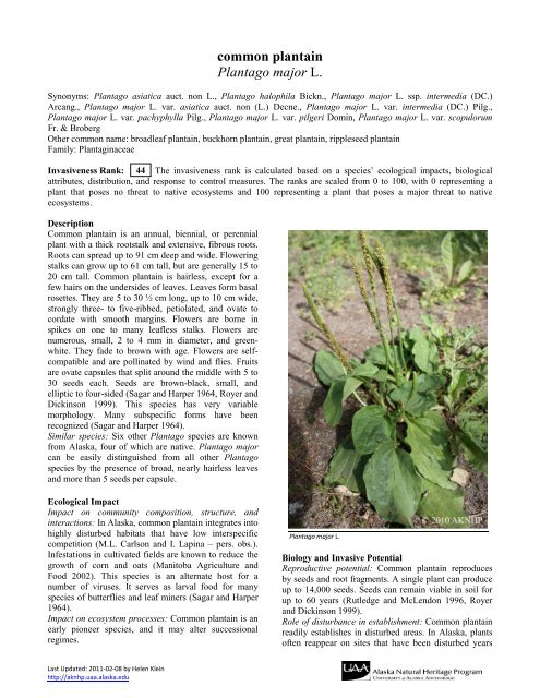 common plantain Plantago major L. - University of Alaska