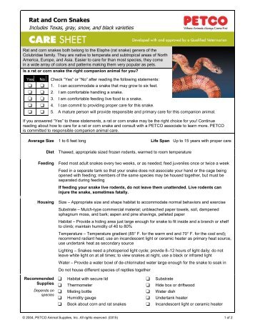 corn snake care sheet - Petco