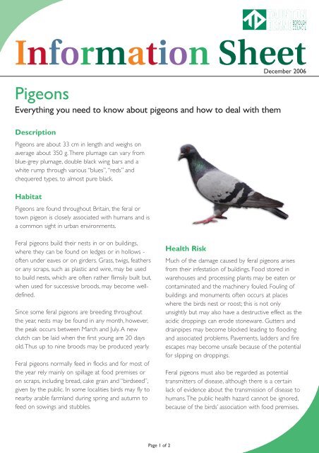 Pigeons factsheet - Taunton Deane Borough Council
