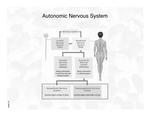 Autonomic Nervous System