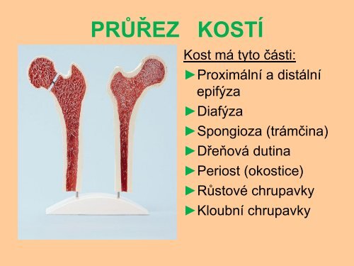 PRŮŘEZ KOSTÍ Kost má