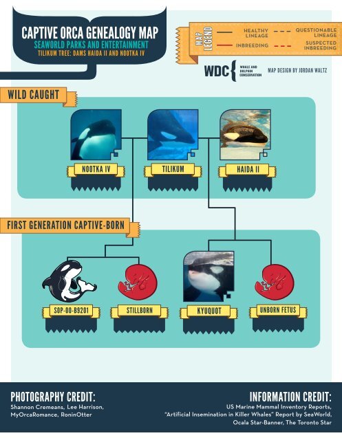 tilikum-captive-orca-sea-world-genealogy-map
