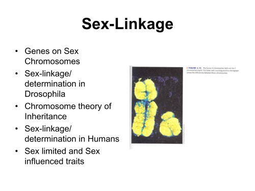 Sex Linkage