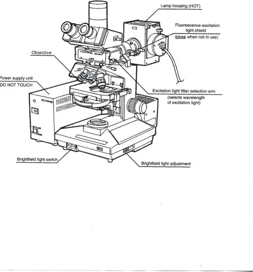 Olympus Research Microscope Diagram - web.biosci.utexas.edu