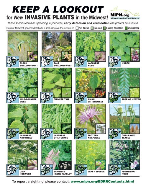 Midwest Invasive Plants