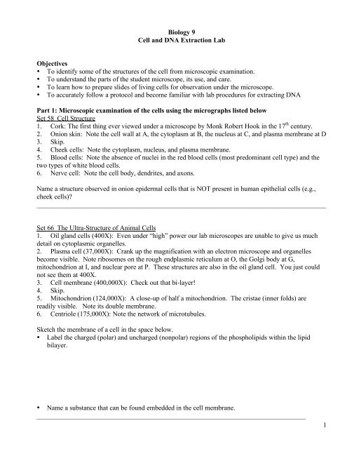 1 Biology 9 Cell and DNA Extraction Lab Objectives ... - Fog.ccsf.edu