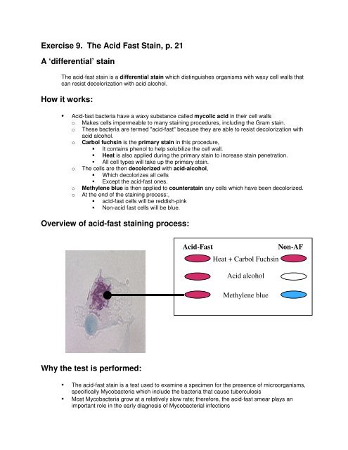Exercise 9. The Acid Fast Stain, p. 21 A ... - De Anza College