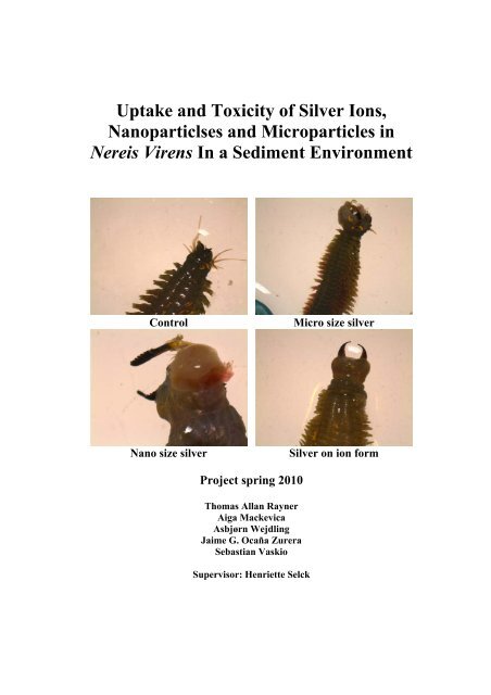 Nereis Virens Cross Section