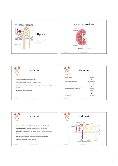 Nyrerne Nyrerne - anatomi Nyrerne Nyrerne Nyrerne Nefronet