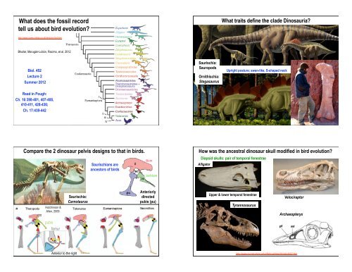Fossil Record Evidence For Evolution