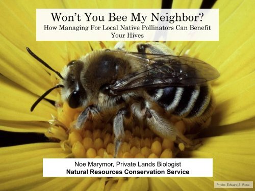 Native Bees - Colorado State Beekeepers Association