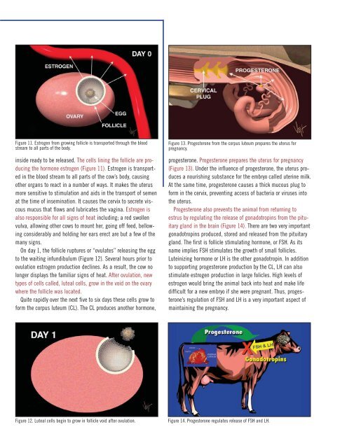 Figure 11. Estrogen from