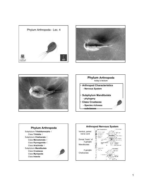 Phylum Arthropoda Classes Quia Unit 4: Mollusks, Arthropods And