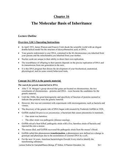 CHAPTER 16 THE MOLECULE BASIS OF INHERITANCE
