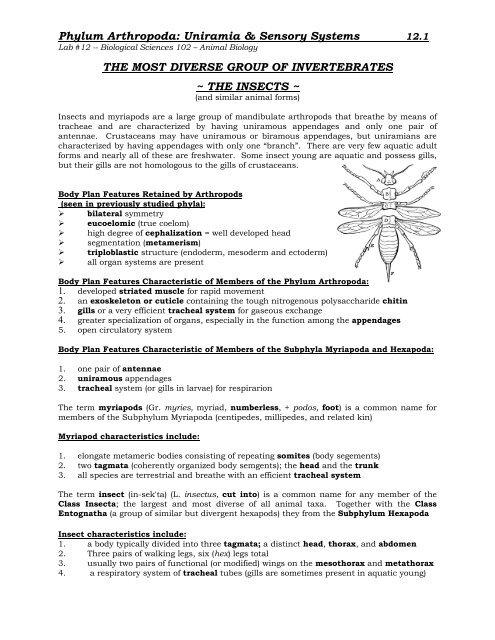 Phylum Arthropoda: Uniramia & Sensory Systems ... - Biosciweb.net