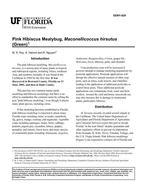 Pink Hibiscus Mealybug, Maconellicoccus hirsutus - Polk County ...