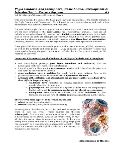 Phyla Cnidaria and Ctenophora, Basic Animal ... - Biosciweb.net