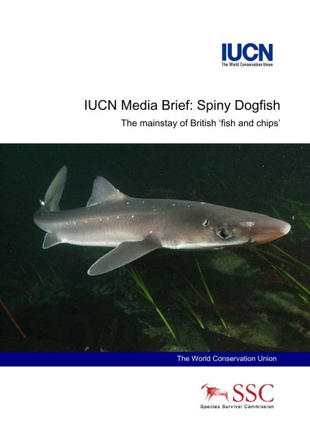 Are Dogfish Spines Poisonous