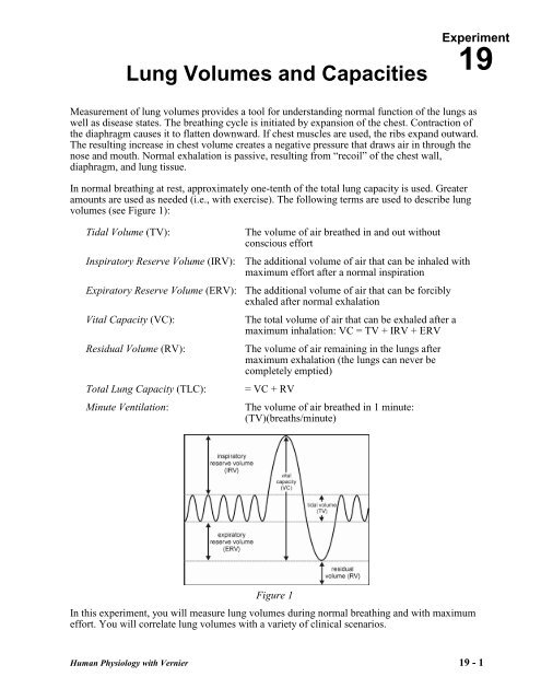 Lung Volumes and Capacities