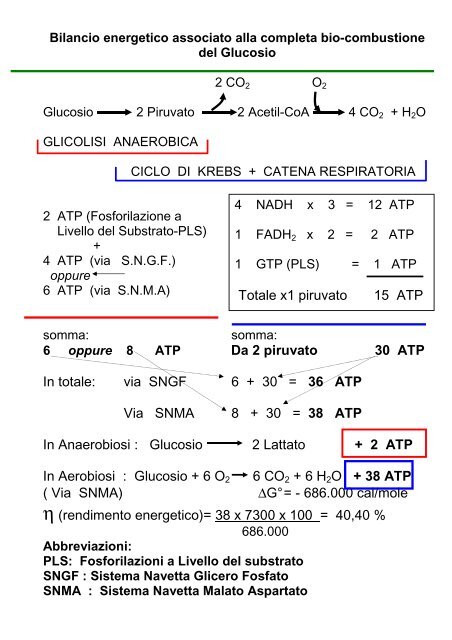 Ciclo Della Glicolisi Alla Scoperta Dei Tre Sistemi Energetici Del
