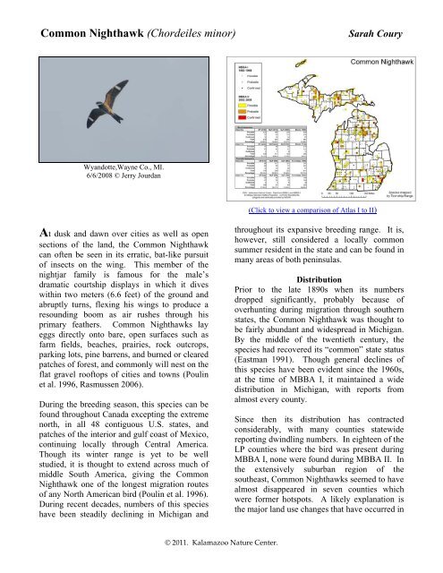 Common Nighthawk - Michigan Breeding Bird Atlas Website