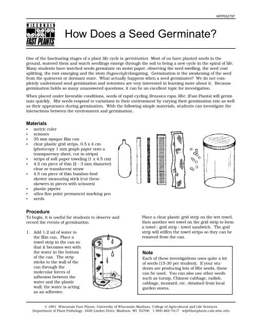 How Does a Seed Germinate? - Fast Plants