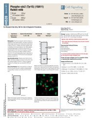 datasheet PDF - Cell Signaling Technology, Inc.