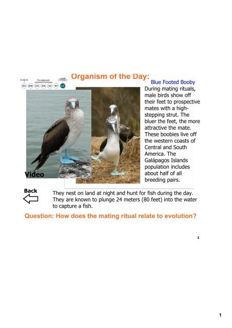 Organism of the Day: