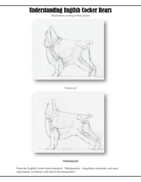 Rear Angulation - English Cocker Spaniel Club of America
