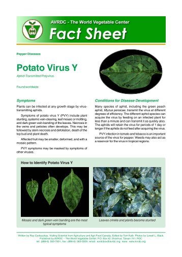 Pepper mottle virus Aphid-transmitted potyvirus