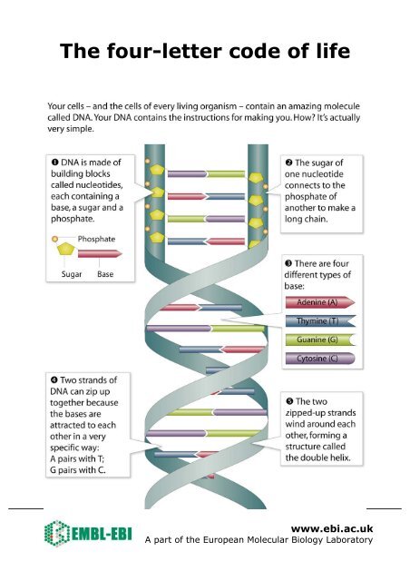 DNA Factsheets (English) (PDF) - EMBL
